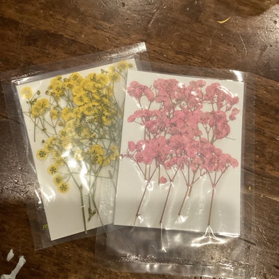 Pressed Dried 4 Leaf Clover for Floral Art Craft Resin Cast - Etsy