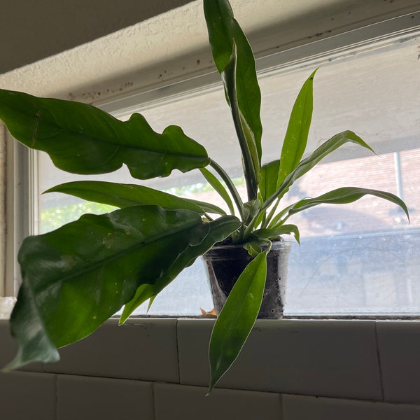 Philodendron Narrow Escape “jungle Boogie” 4” Pot (ALL PLANTS Require ...