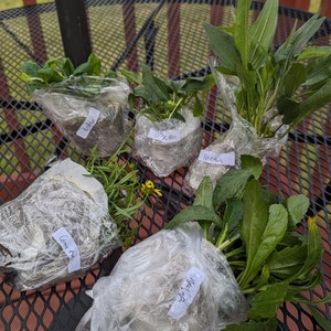 Live Party Streamers Hosta. Super Cool. Easy to Grow. Loves - Etsy