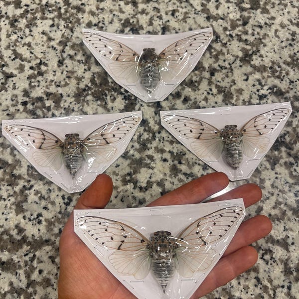 Complete Butterfly Mounting Kit With Spreading Board, PRESERVED ...