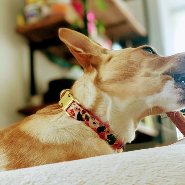 Rifle Paper Company Floral Dog Collar With Metal Buckle for Male or ...