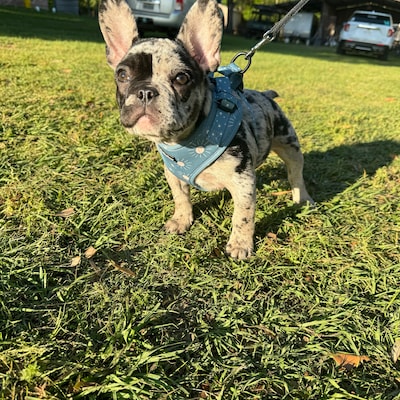 Boho Rainbow Dog Harness Cute Dog Harness & Leash Set Cute Dog Collar Boho Dog Collar XXS to ...