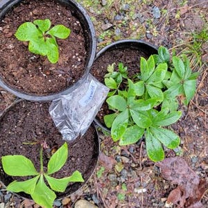 2 Brandywine Lenten Roses Live Hardy Perennial Flowers Lenten Rose ...