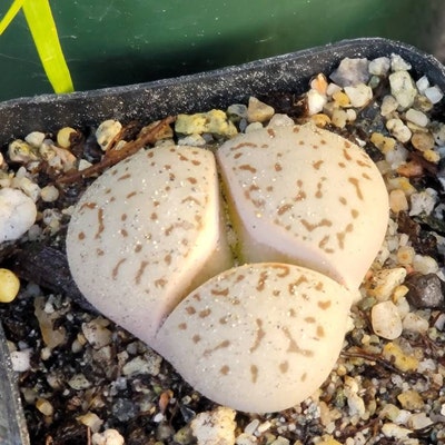 Plant one Lithops Dorotheae C300 - Etsy