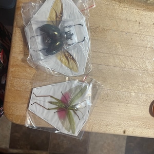 Huechys Sanguinea, Black and Scarlet Cicada, Real Cicada, Entomology ...