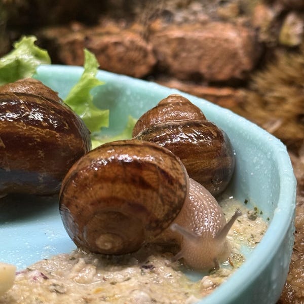 Sampler Pack #1 - Multiple Flavors of Snail Food - Protein Based Snail ...