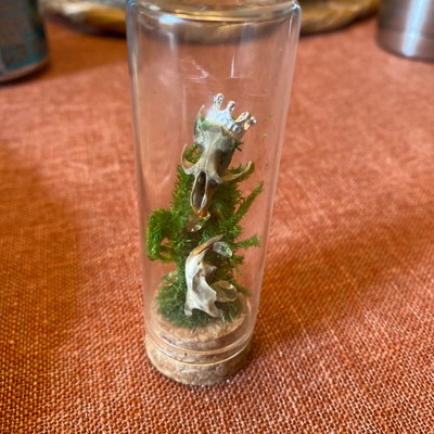 Crown Bone Jar Terrarium Rodent Skull and Bones Natural Stones - Etsy