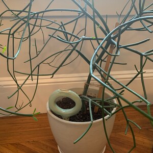 Yellow Water Spike, Olla, Plant Tender, Watering Bulb Bottle-shaped ...