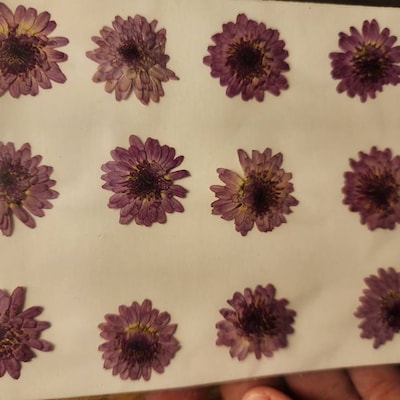 Pressed Dried 4 Leaf Clover for Floral Art Craft Resin Cast - Etsy