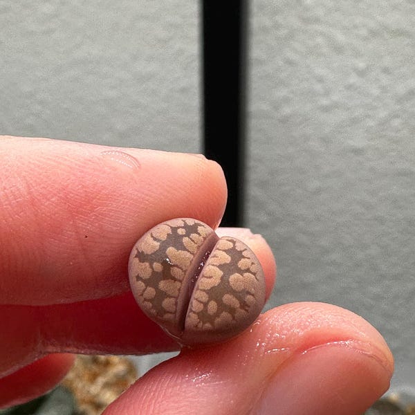 SEEDS Lithops Julii 10seeds 'red Flare' C259 - Etsy