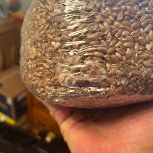 Sterilized Rye Berry Mushroom Substrate With Self Healing - Etsy