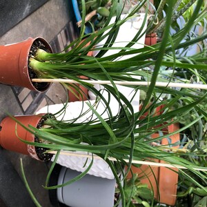 Cleistocactus Tarantula Cactus Cleistocactus Winteri Golden - Etsy