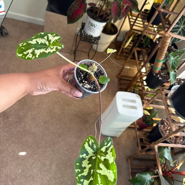 Alocasia Hilo Beauty Starter Plant.*** Please Note All Starter Plants ...