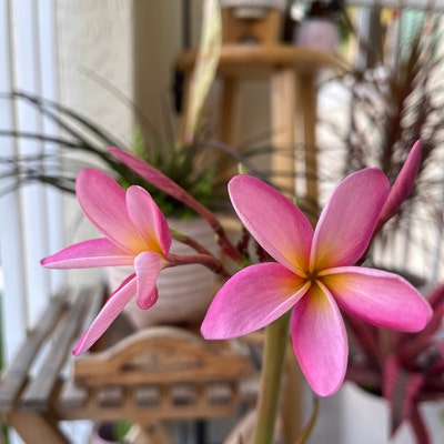 Pothos in Hanging Planter - Etsy