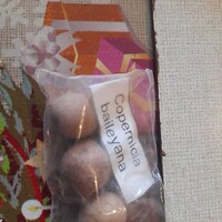 Pinus Roxburghii Chir Pine Pinus Longifolia 5 Seeds - Etsy Canada