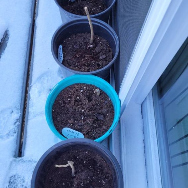 6+ Red Spruce Tree Seedlings From Maine - Etsy