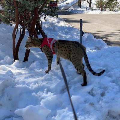 Safetykatz Walking Jacket Red Custom Made Cat Reversible - Etsy