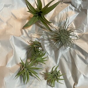 Neglecta Mini Air Plants Tillandsia, Air Plant, Indoor Plant, House ...