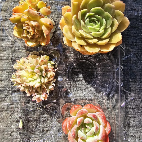 Mix Blind Box Rare Live Succulent Plants, 1.5-2" Random Mystery Bulk ...