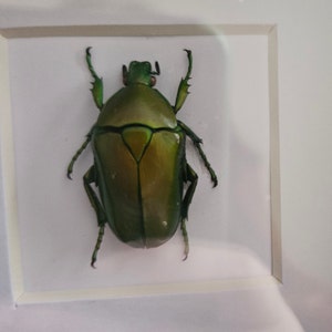 Homoderus Mellyi, Rare Red Colored Stag Beetle , From Cameroon, Frame 4 ...