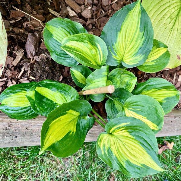 Hosta VICTORY Large Upright Award-winning Big Hosta of the Year 2015 ...