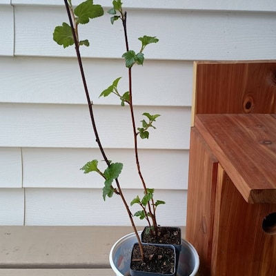 1 Eastern Redbud in a Quart Container - Etsy