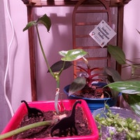 Ladder Arch Indoor Plant Trellis 3 Sizes for 2-6 Pots Mini & Small Wood ...