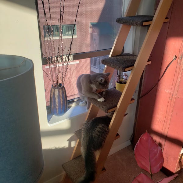 Cat Ladder - 8 Step Cherry Hardwood | Lets Cats Climb Indoors to Reach ...