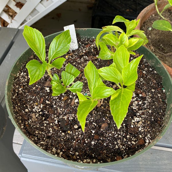 BUDDLEIA 'ROYAL RED' - Butterfly Bush - Starter Plant -approx 9-12 Inch ...