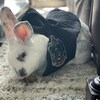 Tuxedo for Rabbits, Cats, Small Dogs, Bunny & Small Pets. Suit. Wedding ...
