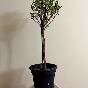 Variegated Scented Geranium Topiary 6 Pot Braids and Twists - Etsy