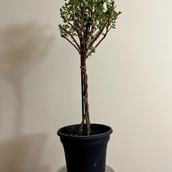 Scented Geranium Topiary Braid or Twist in a 6" Pot - Etsy