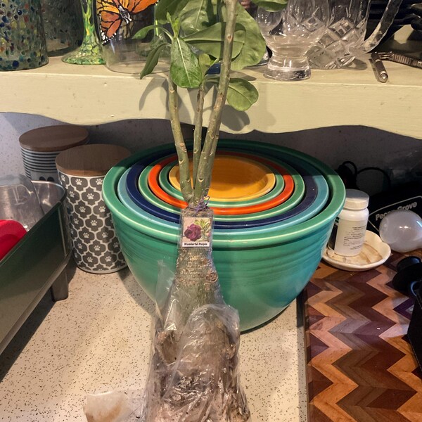 Athens Blue Princess Glory Bush Planttibouchina Urvilleanasmall Starter ...