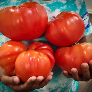 5 Pound Azomite Volcanic Ash Rock Dust Mineral Powder 67 Trace Minerals ...