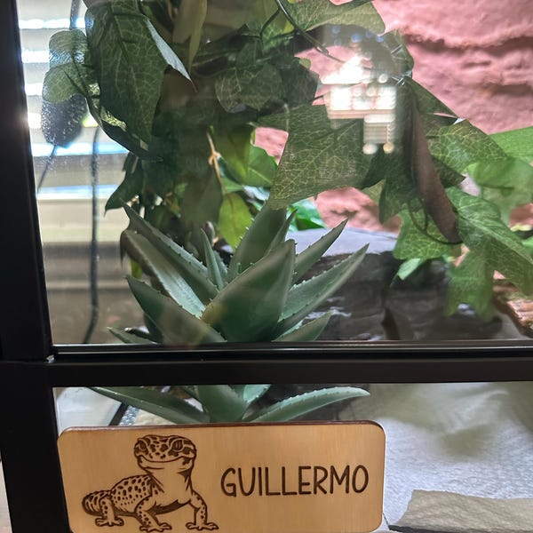 Leopard Gecko Tank Decor, Leopard Gecko Accessories, Leopard Gecko Tank ...