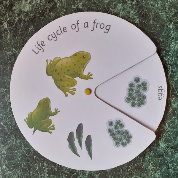 LIFE CYCLE of a FROG Wheel • Montessori Busy Book Activity Nomenclature ...