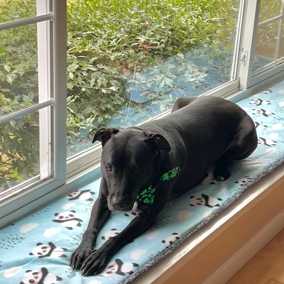 Window Sill Cat Pad/ 8 Sill Pad - Etsy