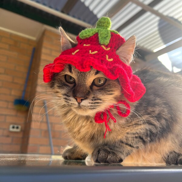 Cat Birthday Outfit | Crochet | Knitted | Letterbox Gift | Handmade ...