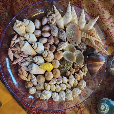 Imperial Volute Conch Shell Horn Spikes Unique Large Display Seashell ...