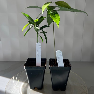 Bacuri Bacurizinho Garcinia Acuminata Mangosteen Tropical Fruit Tree ...