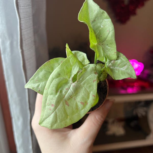 Calathea Plant Maranta Lemon Lime Live Calathea Prayer Plants ...
