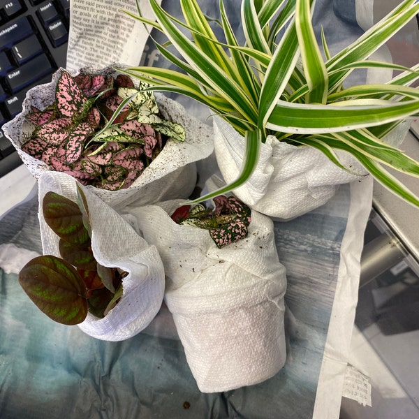 Clean Air Machine! You Need This Plant in Your Home. Chlorophytum ...