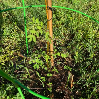 Chaenomeles Speciosa spitfire Flowering Quince Flowering - Etsy