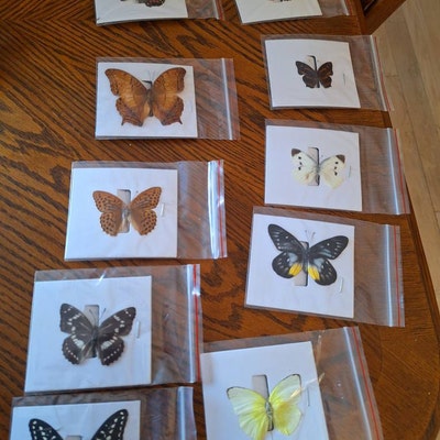 5-100PCS Real Butterfly Specimen Taxidermy Insect Butterflies Decor ...