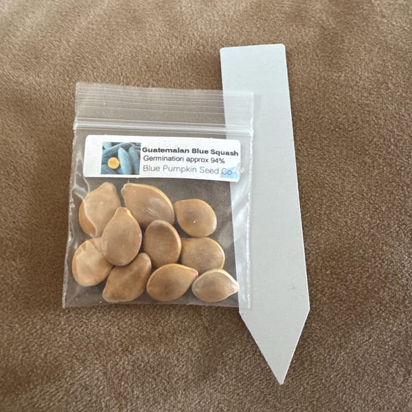 Yugoslavian Fingers (heirloom/c.pepo) Seeds: Semi-rare, White Finger ...