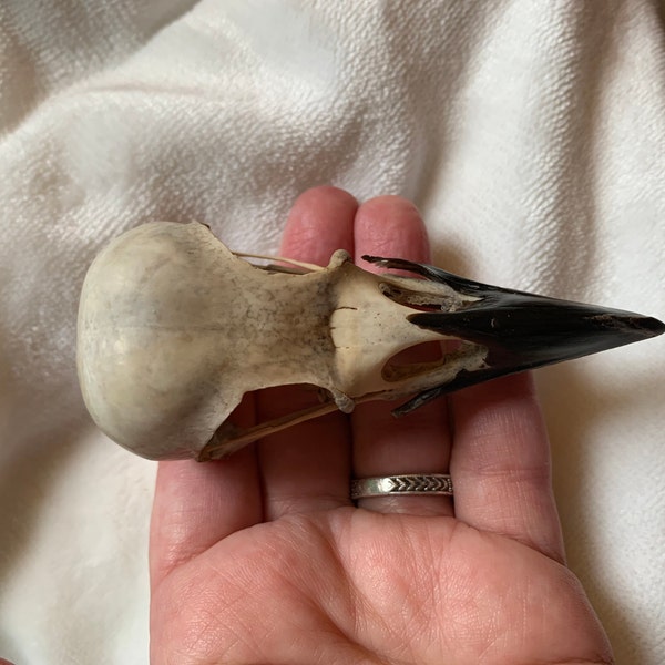 Crow Skull Real Natural Corvus Carone Raven Corvid Taxidermy Gothic ...