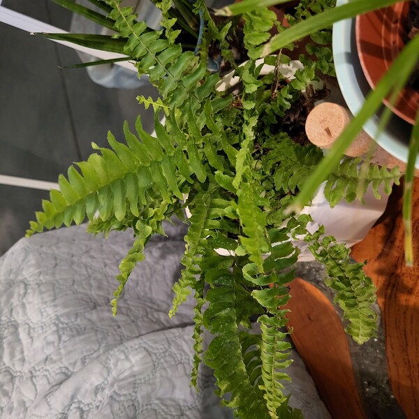 Boston Fern 'compacta' in 4" or 6” Inch Pot - Live Fern- Indoor ...