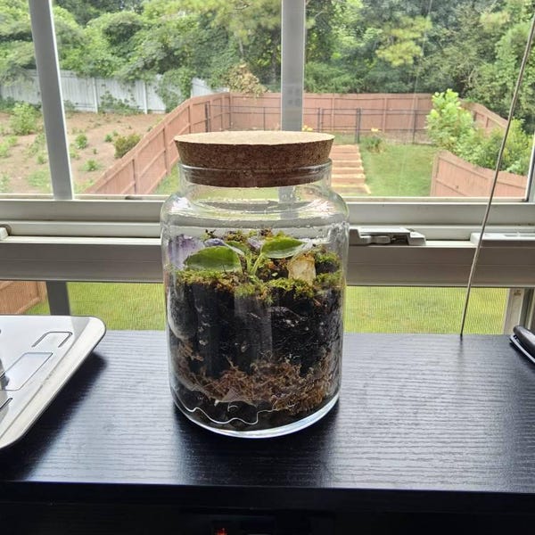 Build Your Own Terrarium Kit | Plant Gift Idea - Etsy