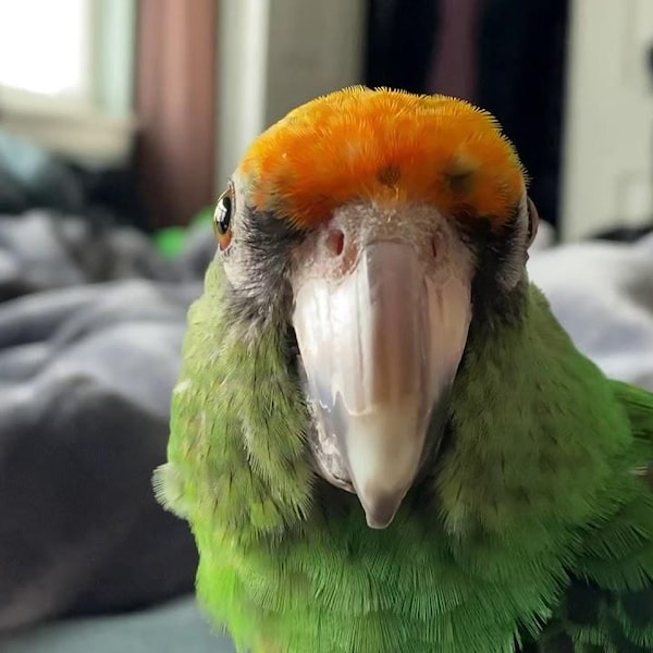 Shift Happens Werewolf Sticker - Etsy