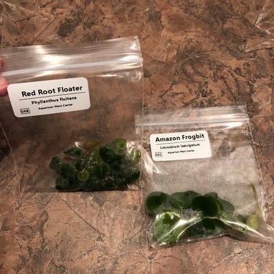 Red Root Floater, Phyllanthus Fluitans, Live Aquarium/floating/pond ...